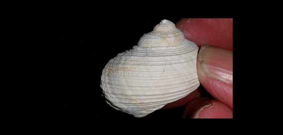 Florida Fossil Extinct Turbo Rhectogrammicus Sea Shell Natural | Etsy
