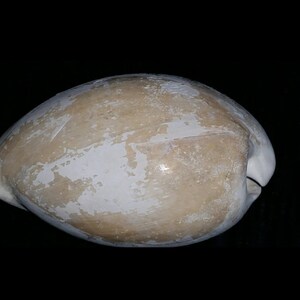 Florida Fossil Cypraea Cowrie Sea Shell Gastropod Mollusk Sea Shells ...
