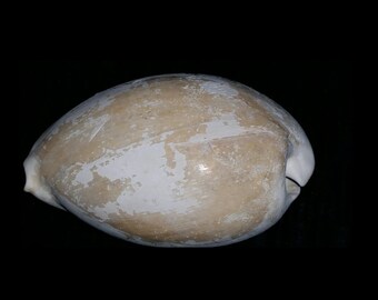 Florida Fossil Cypraea Cowrie Sea Shell Natural Color - Etsy