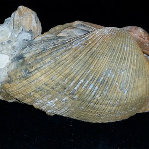 Florida Fossil / Fossilized Natural Matrix Bed Sculpture Plate Piece ...