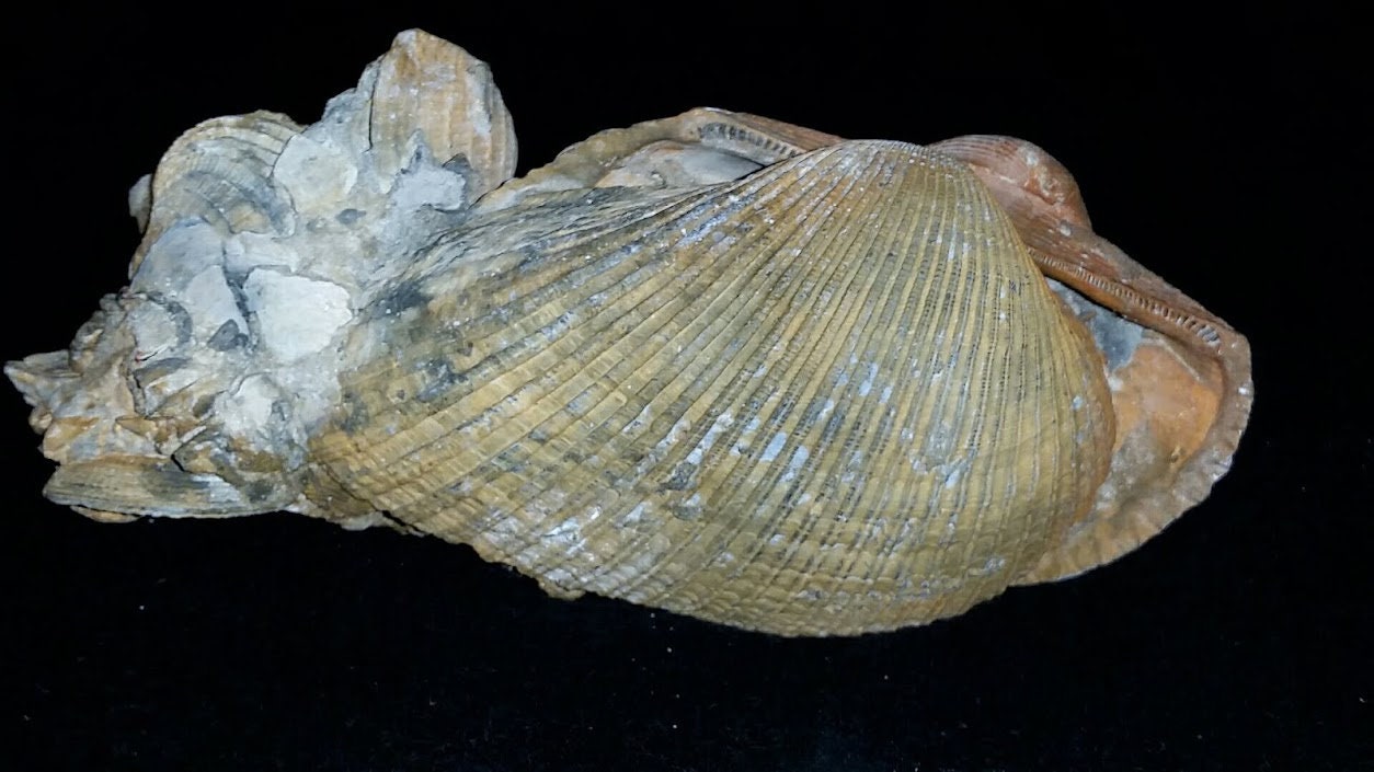 Florida Fossil / Fossilized Natural Matrix Bed Sculpture Plate - Etsy