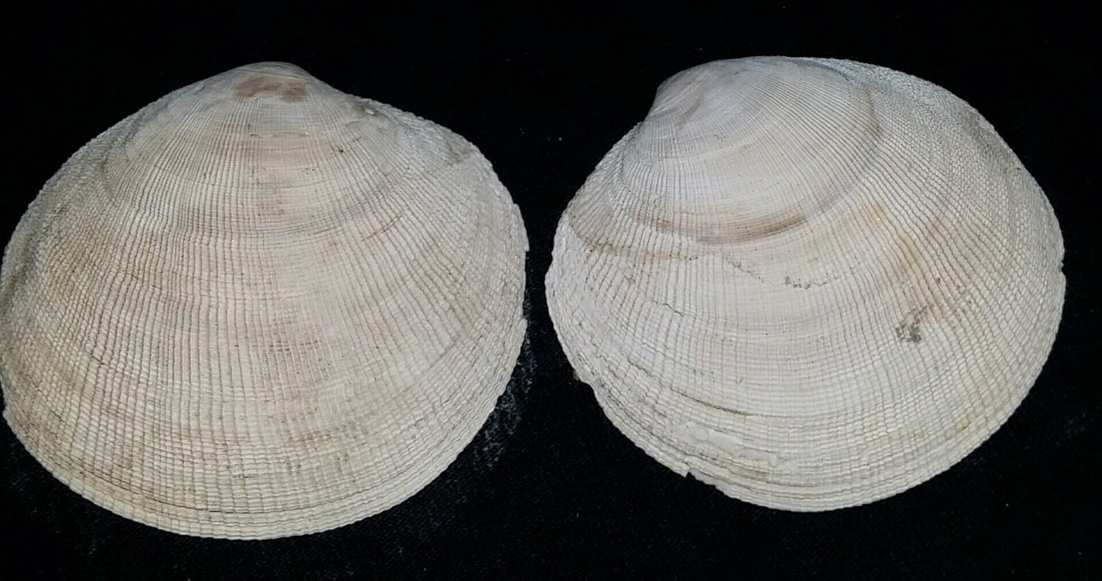 Codakia Orbicularis Aka Tiger Lucine Fossil / Fossilized Whole - Etsy ...