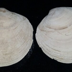 Codakia Orbicularis Aka Tiger Lucine Fossil / Fossilized Whole Bilvalve ...