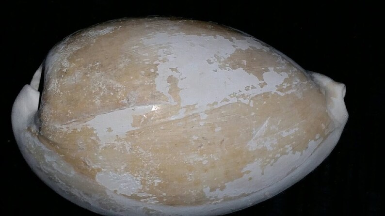 Florida Fossil Cypraea Cowrie Sea Shell Gastropod Mollusk Sea - Etsy