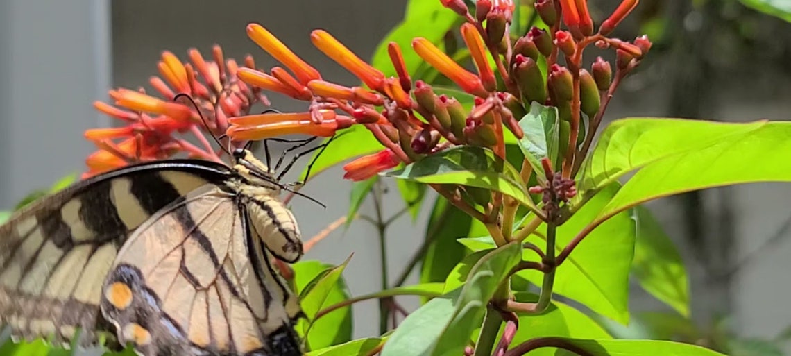 Firebush Plant 1 Firebush Tropical Yellow Orange Flowers - Etsy