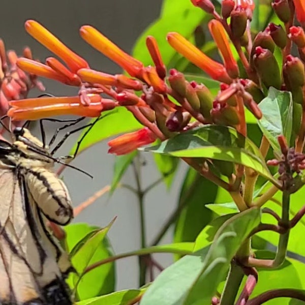 Firebush Plant - Etsy
