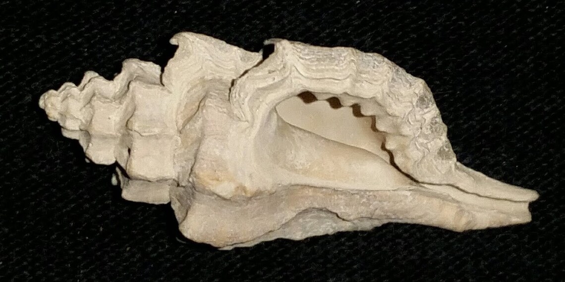 Fossil / Fossilized Eupleura Murex Florida Gastropod Sea Shell - Etsy