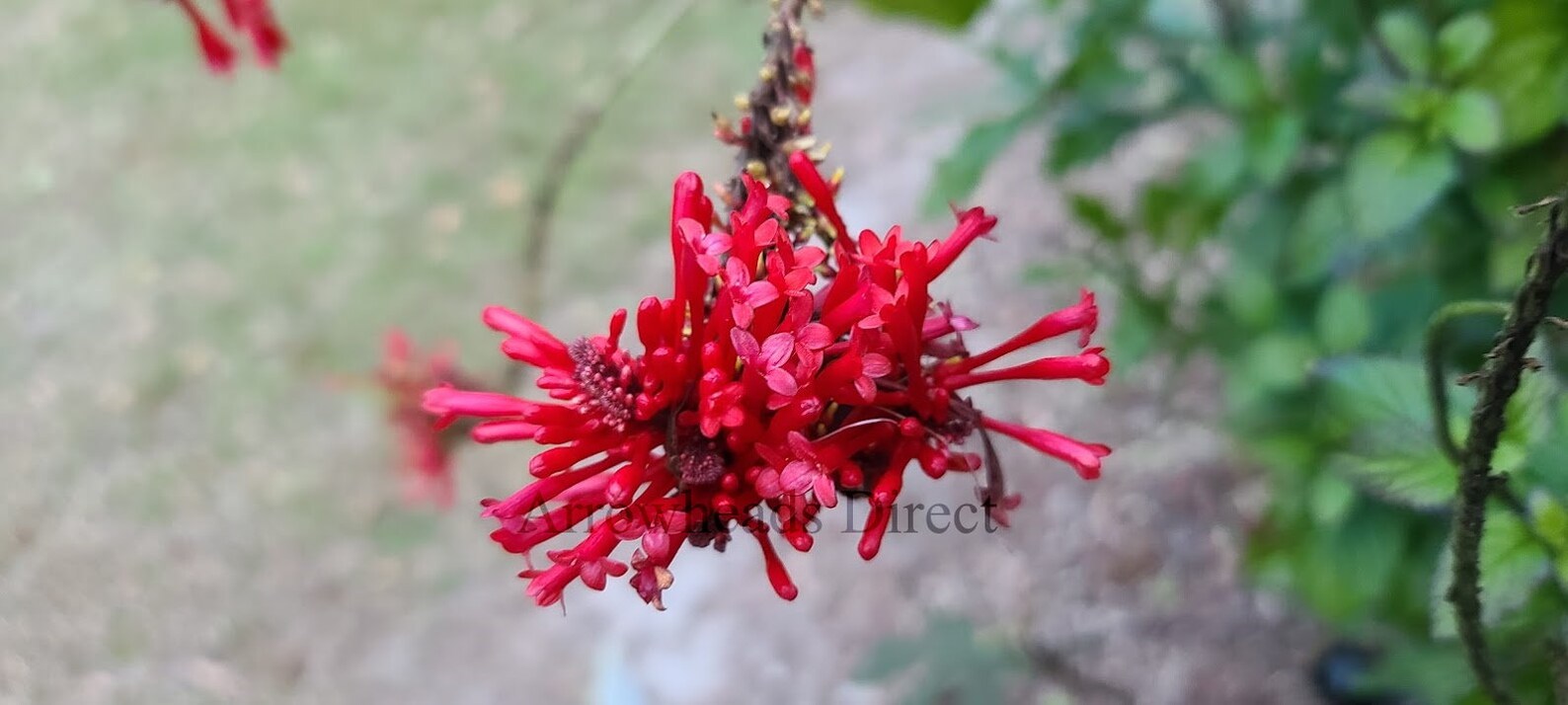 1 Red Firespike a Live Starter Plant Well Rooted Butterflies - Etsy