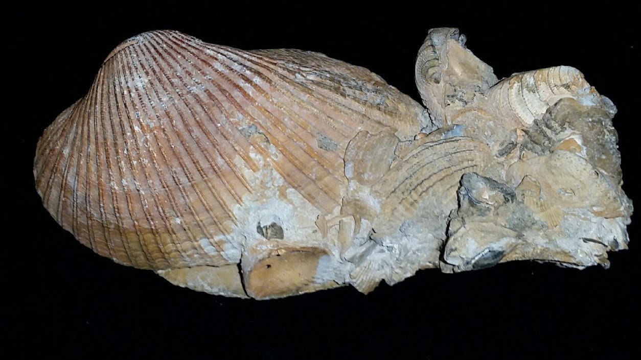 Florida Fossil / Fossilized Natural Matrix Bed Sculpture Plate - Etsy