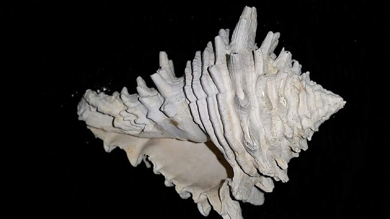 Large Florida Fossilized / Fossil Vase Sea Shell Fossilized - Etsy