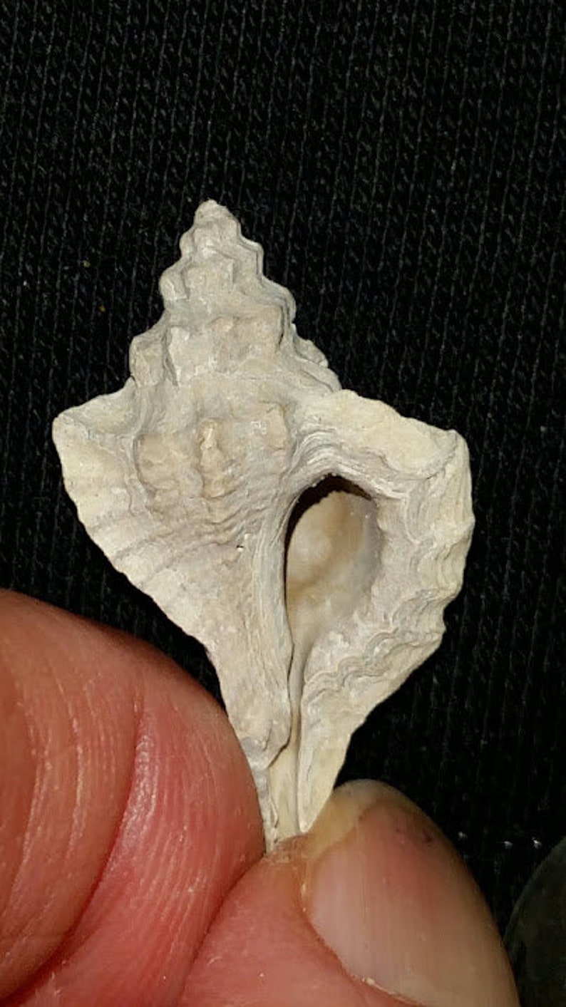 Fossil / Fossilized Eupleura Murex Florida Gastropod Sea Shell | Etsy