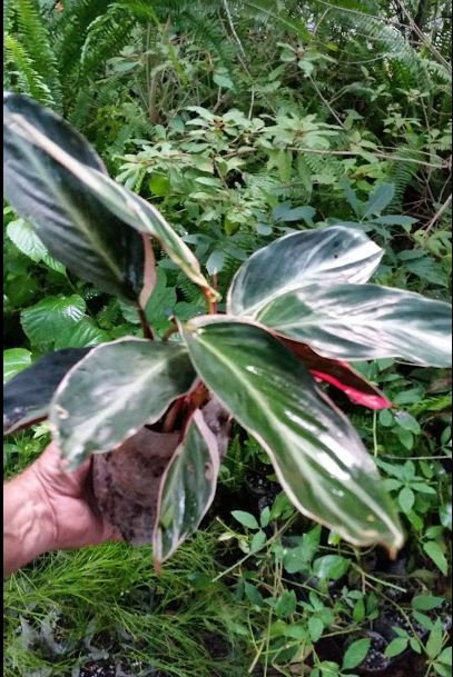 1 Tricolor Ginger Plant Live Tropical Semi Tropical Plant - Etsy