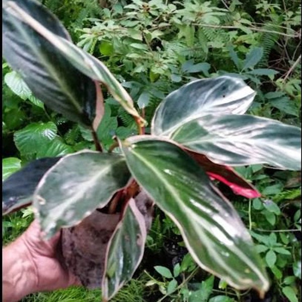 Tricolor Ginger Plant - Etsy