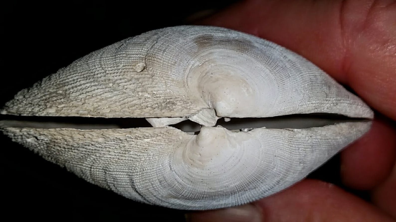 Codakia Orbicularis Aka Tiger Lucine Fossil / Fossilized Whole - Etsy