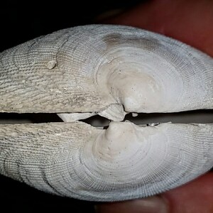 Codakia Orbicularis Aka Tiger Lucine Fossil / Fossilized Whole Bilvalve ...