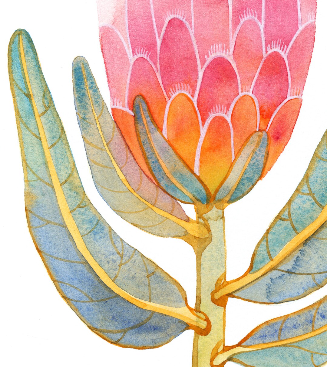 Pink King Protea Giclee Art Print, Protea Watercolor Painting, Protea ...