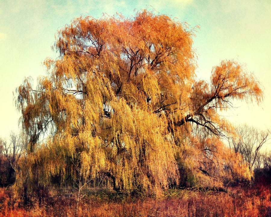 Willow Tree In Fall