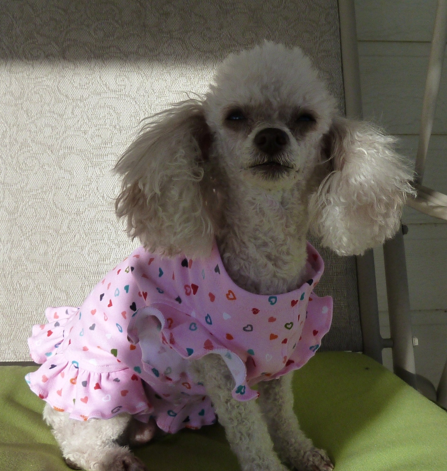 What Size Clothes Do Toy Poodles Wear at Sally Patrick blog