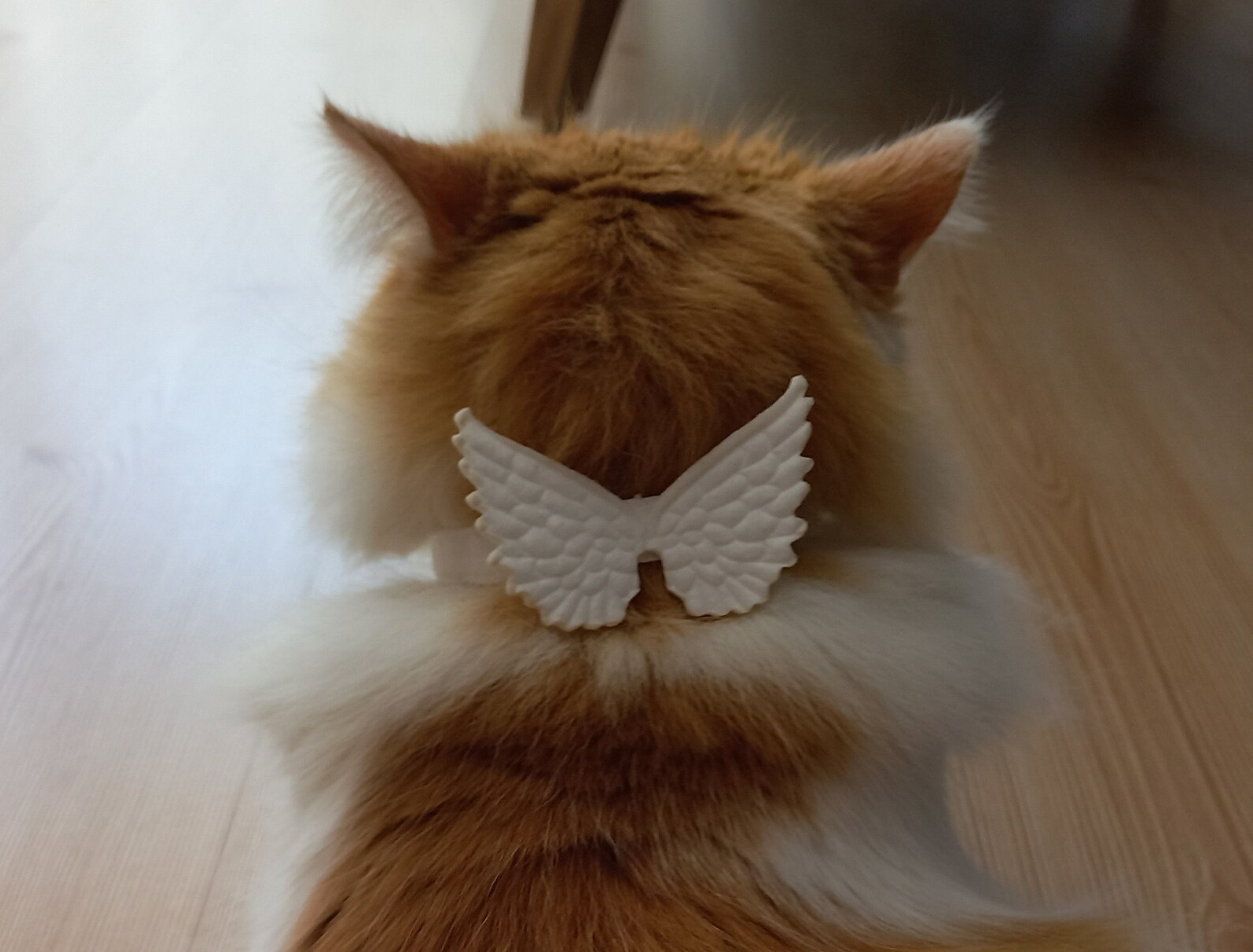 White Angel Wings Cat Collar/ Sized Unique Pet - Etsy