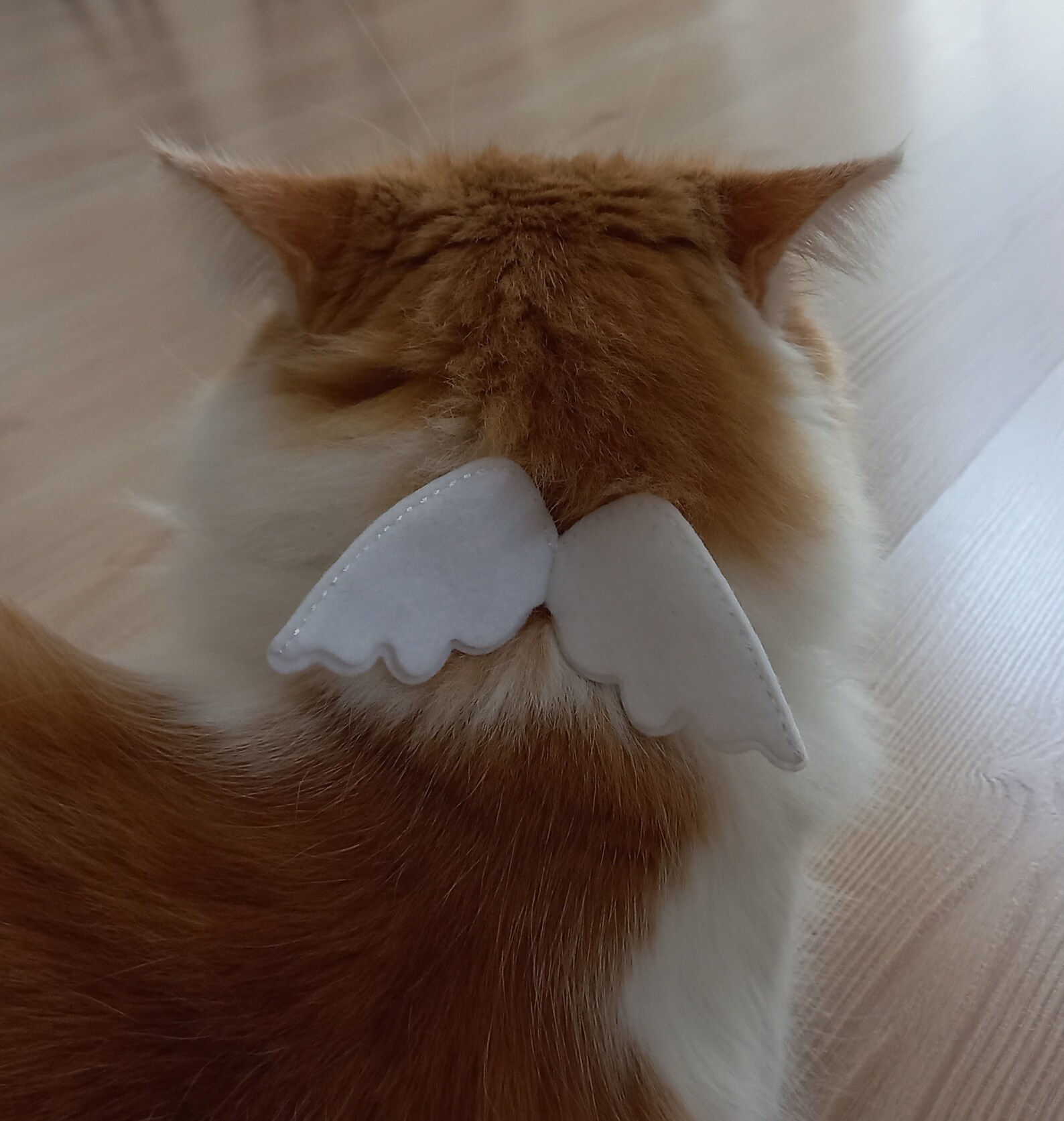 Angel Cat Collar/ Angel Wing Cat Costume''whitecolor - Etsy