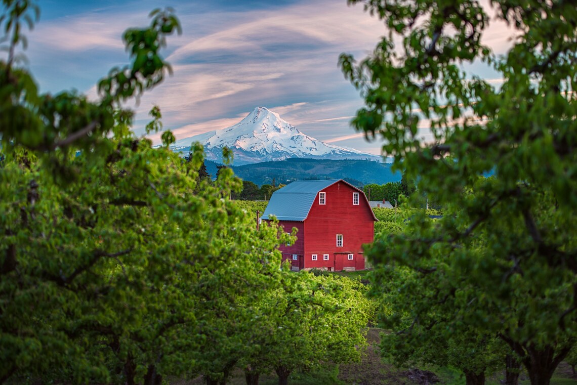 Hood River Red Barn From a Pear Orchard With Mt Hood at - Etsy