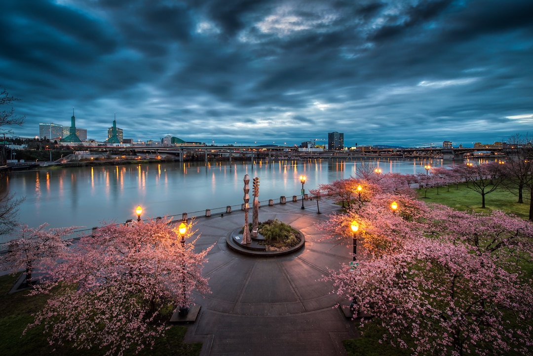Cherry Blossoms at Sunrise on the Portland Oregon Waterfront ...