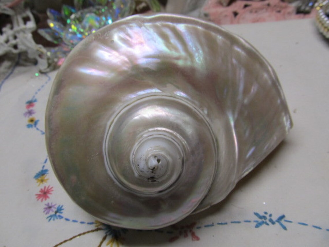 Large Mother of Pearl Embellished Conch Shell Half Pearls | Etsy