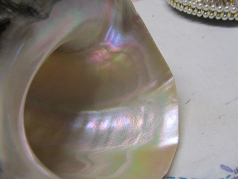 Large Mother of Pearl Embellished Conch Shell Half Pearls | Etsy