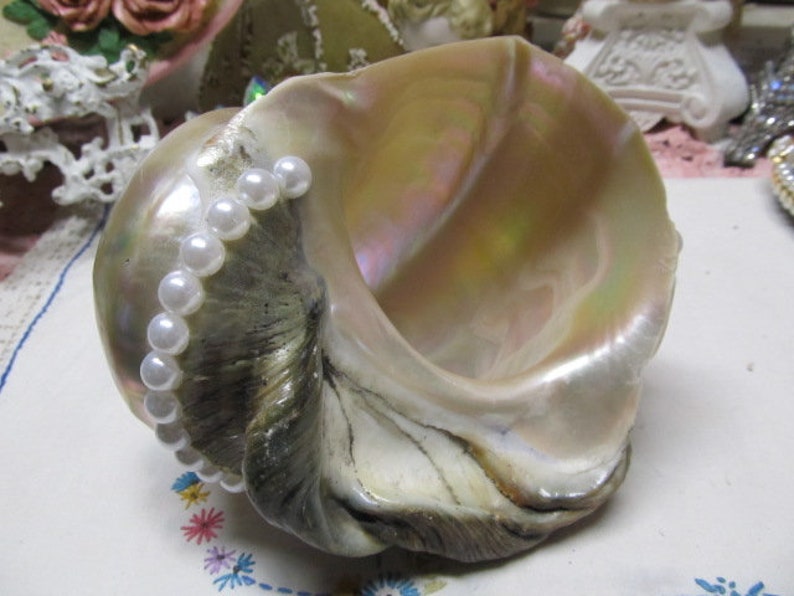 Large Mother of Pearl Embellished Conch Shell Half Pearls - Etsy