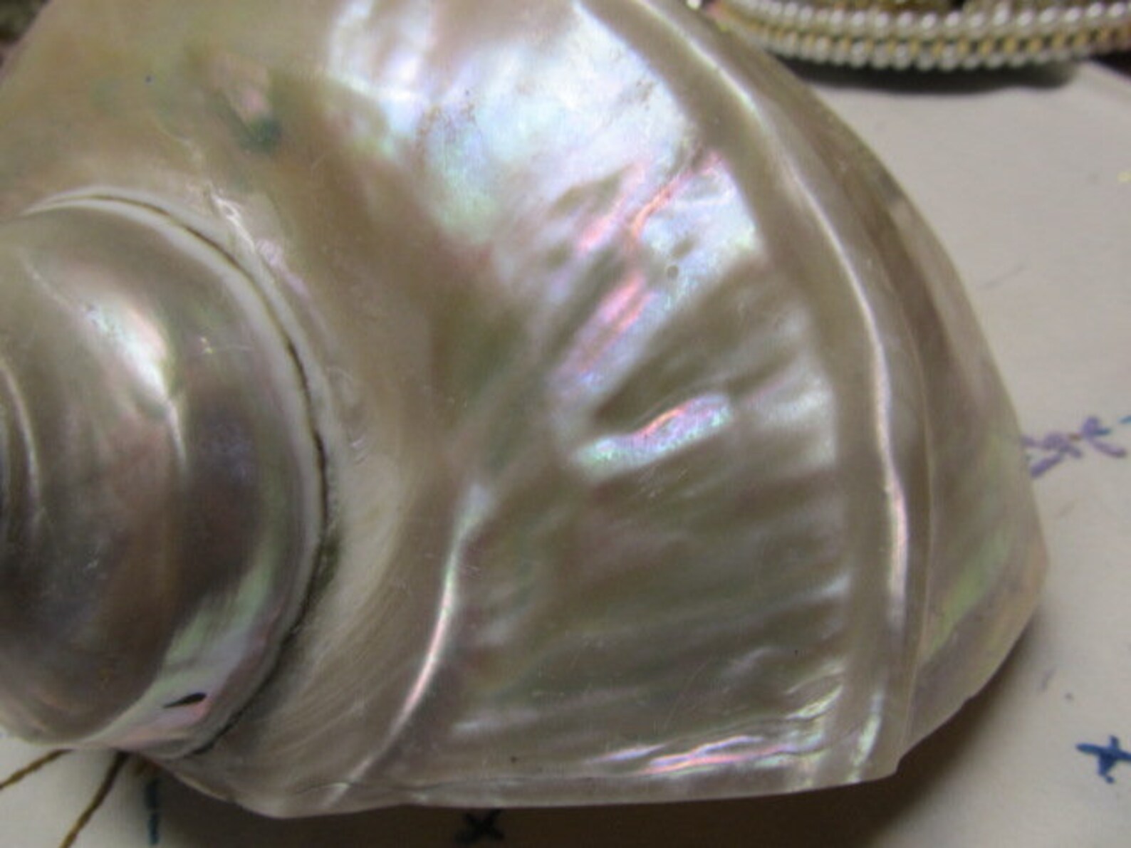 Large Mother of Pearl Embellished Conch Shell Half Pearls | Etsy