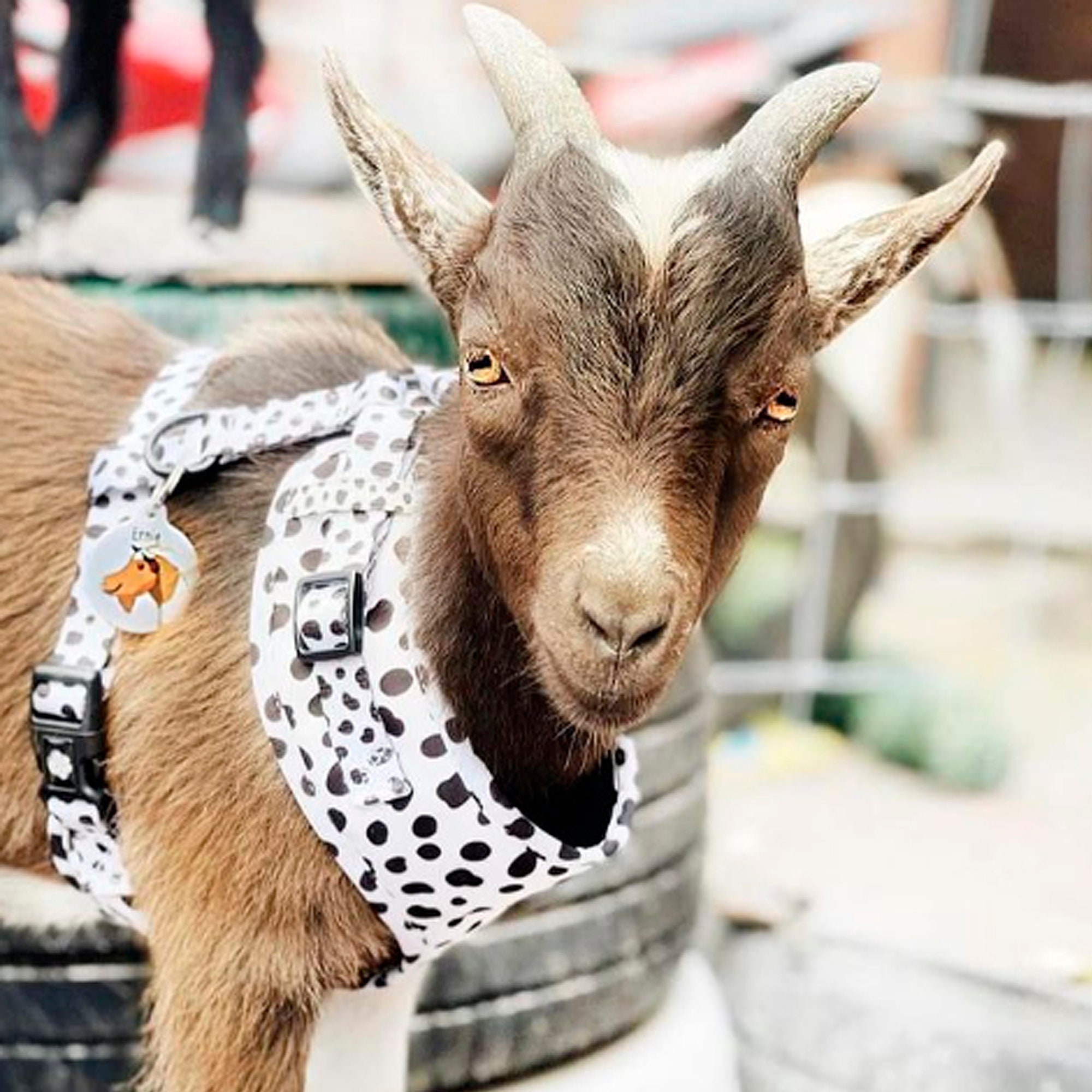 Baby Goats In Clothes