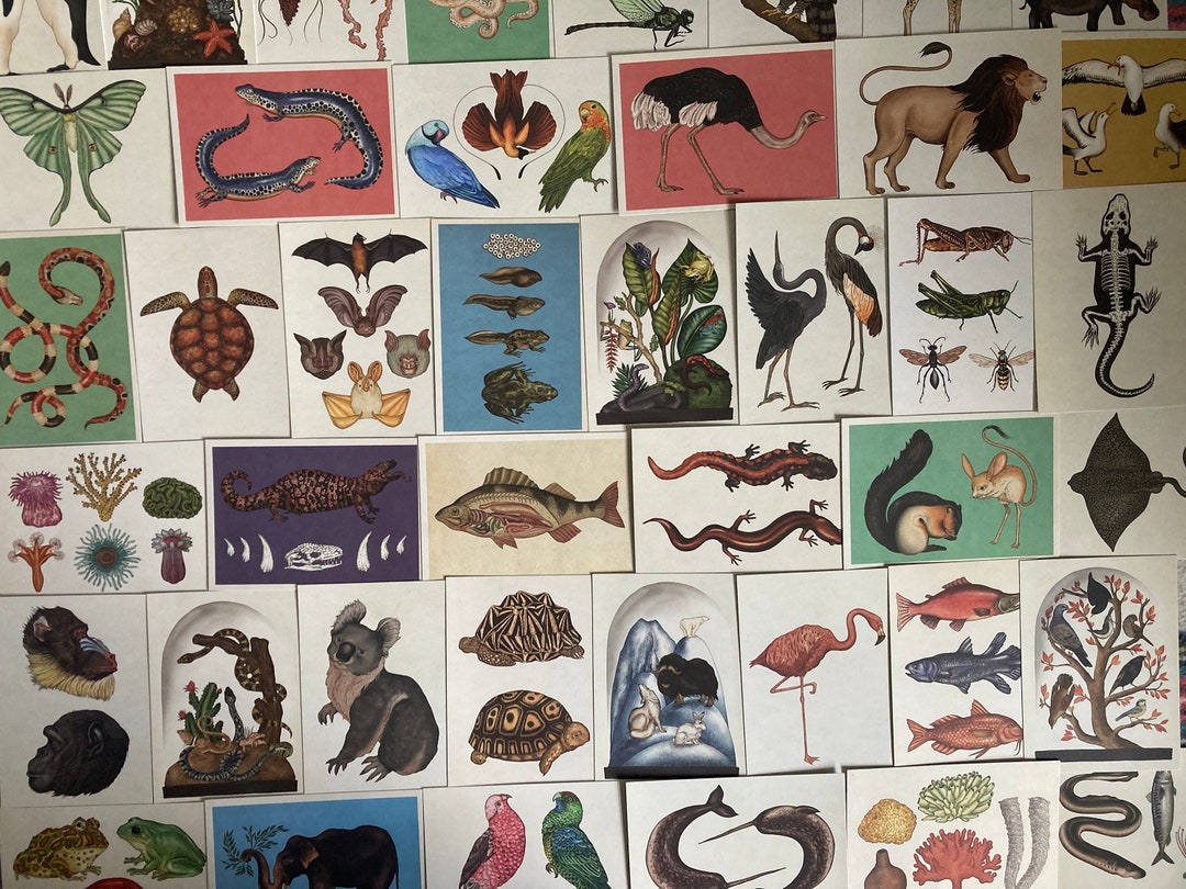 Animalium Postcard LUCKY DIP: Welcome to the Museum Collectible Animal ...