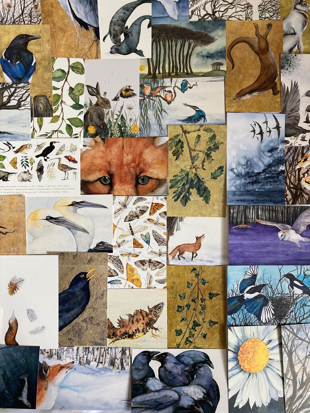 The ‘wild Cards’ Postcards LUCKY DIP: Sets of 5, 10 or 20. Nature ...
