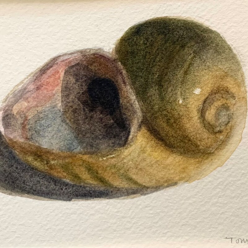 Apple Snail Shell - Etsy