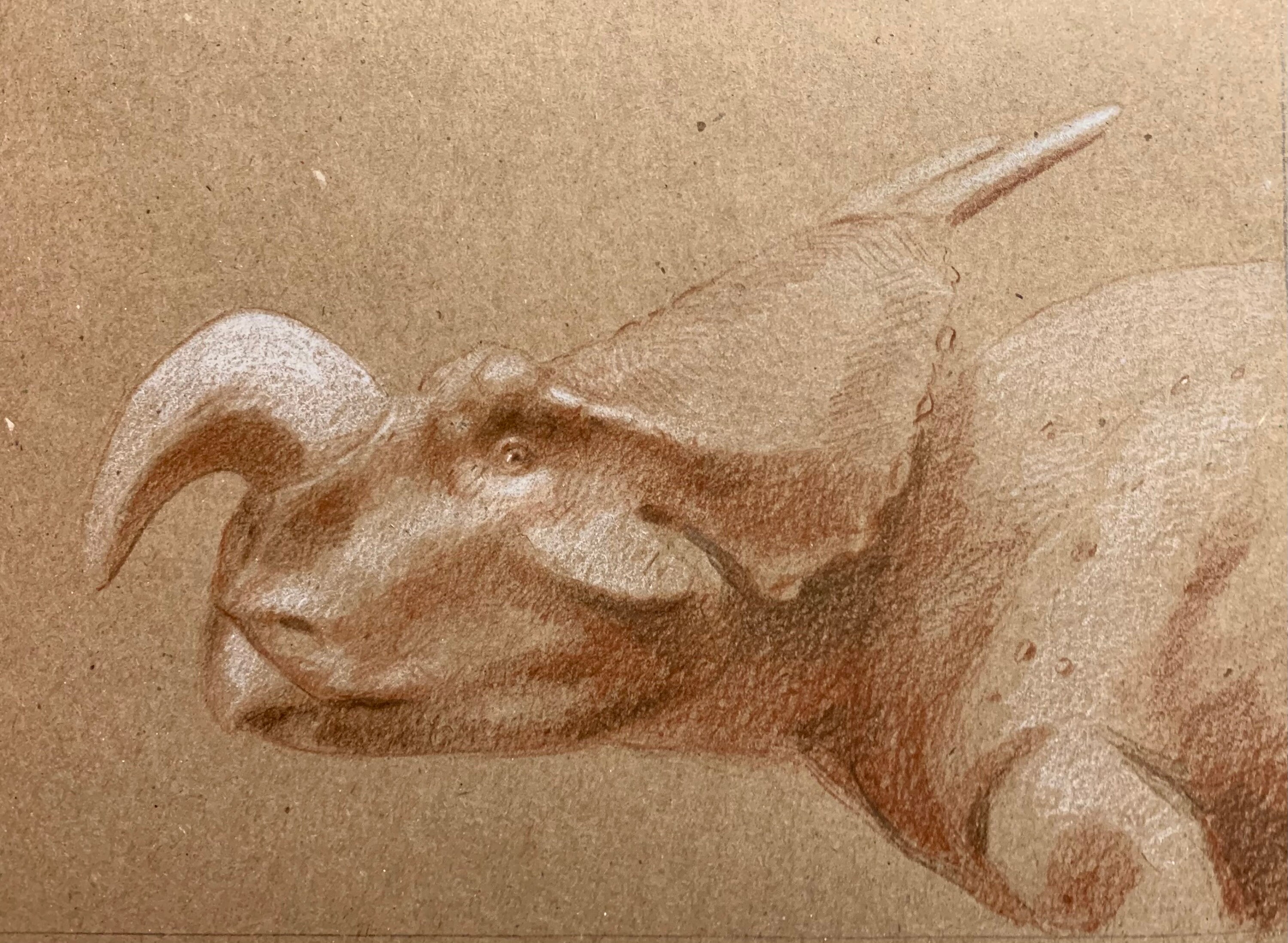 Einiosaurus Coloring Page