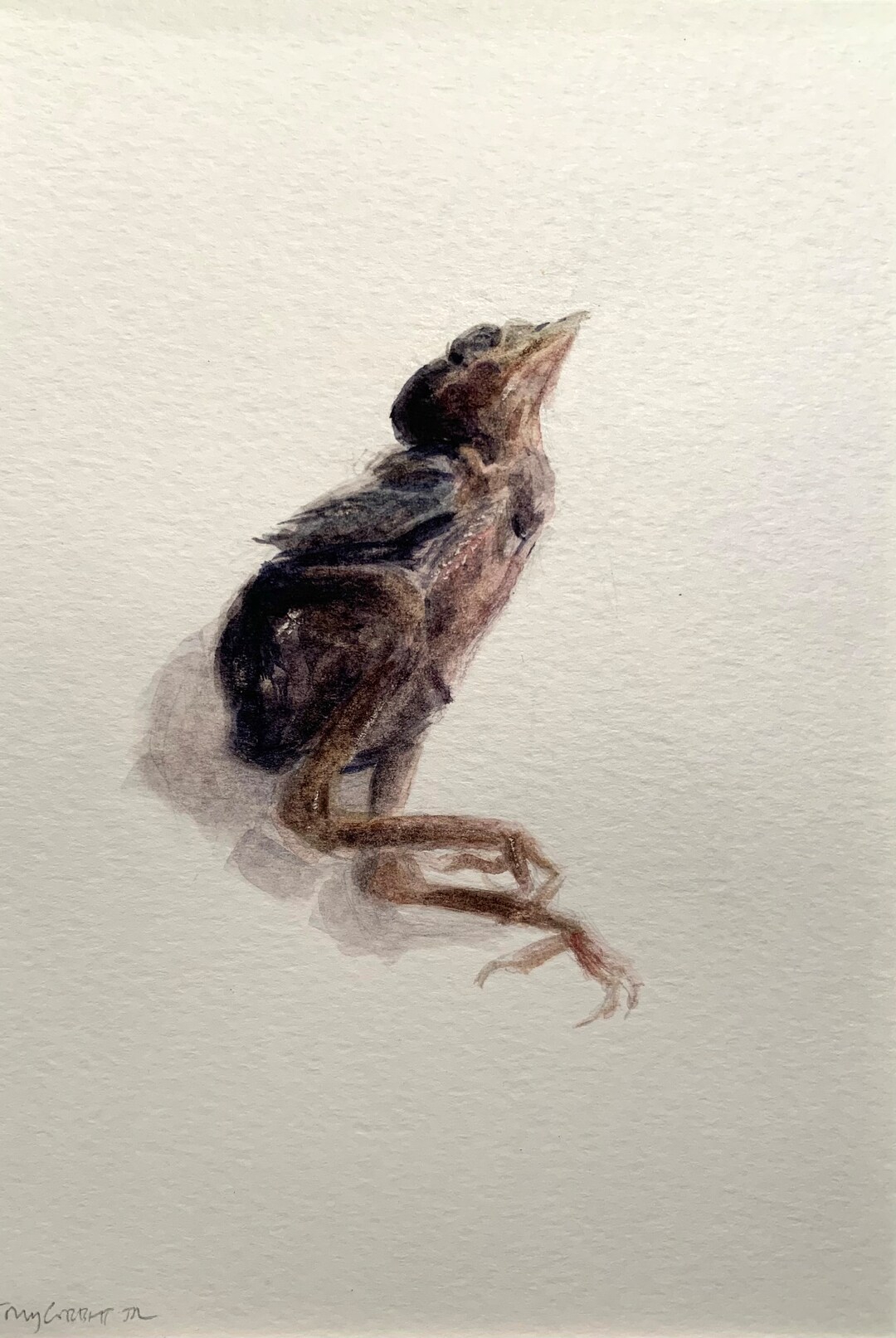 Baby Starling, Framed Original Watercolor Painting on 4x6 Watercolor ...