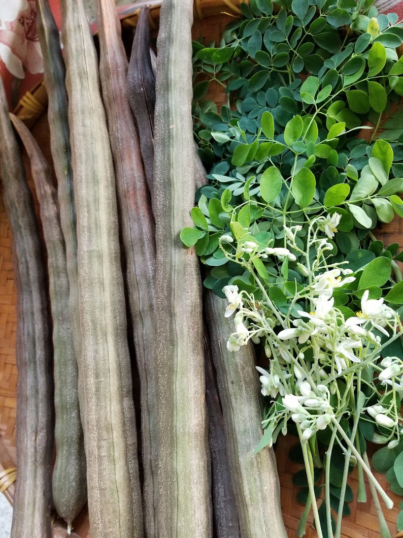 MORINGA LEAVES Organic homegrown naturally dried artisan | Etsy