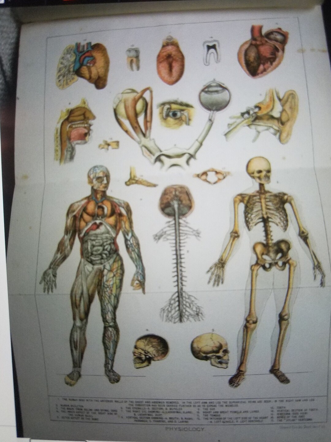 HUMAN SKELETON With and Without Muscles Diagram, Medical ,PHYSIOLOGY ...