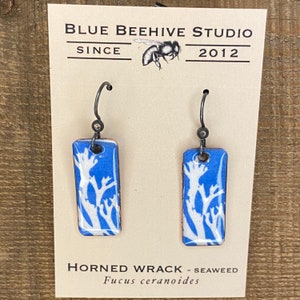 Seaweed, Horned Wrack, Fucus Ceranoides, Brown Algae, Beach Ocean ...