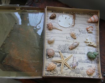 Sea shell collection | Etsy