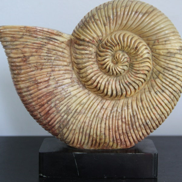 Nautilus Shell - Etsy