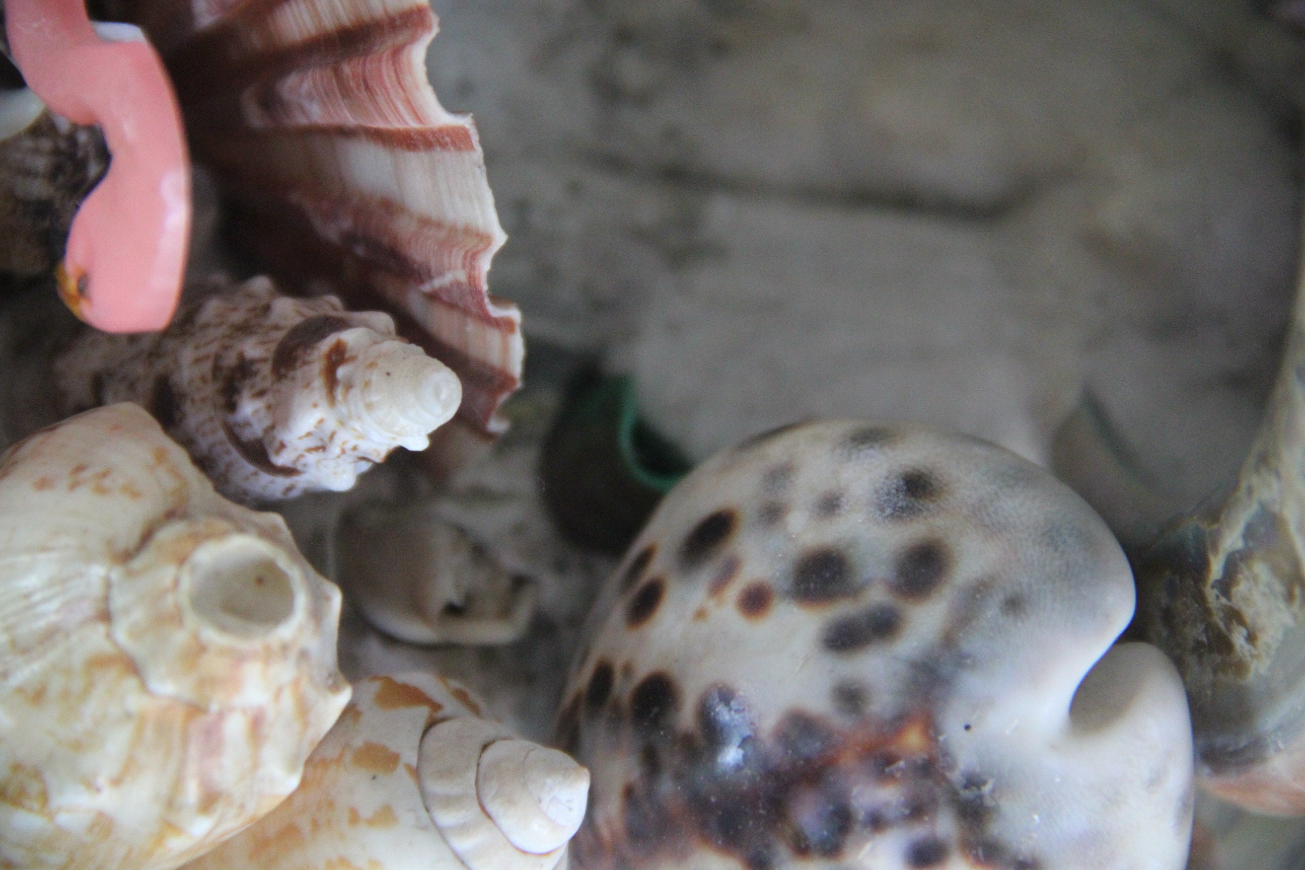 Vintage Seashell Art Vintage Shell Art in Plaster Vintage | Etsy