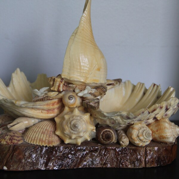 Sea Shell Art - Etsy
