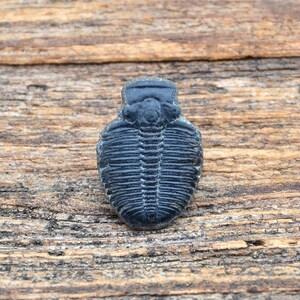 Genuine Trilobite Fossil Lapel Pin - Unique Handmade Gift - Gift Boxed ...