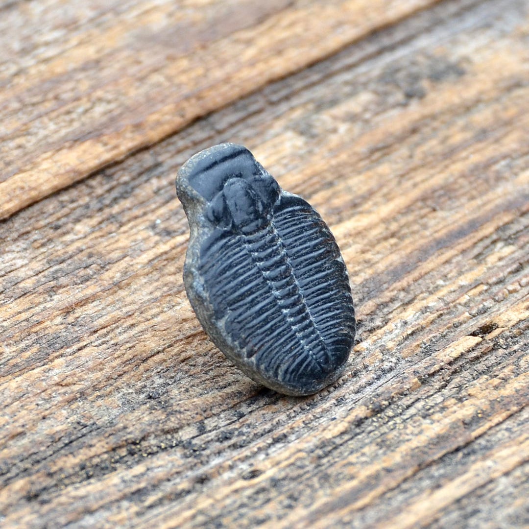 Genuine Trilobite Fossil Lapel Pin - Unique Handmade Gift - Gift Boxed ...