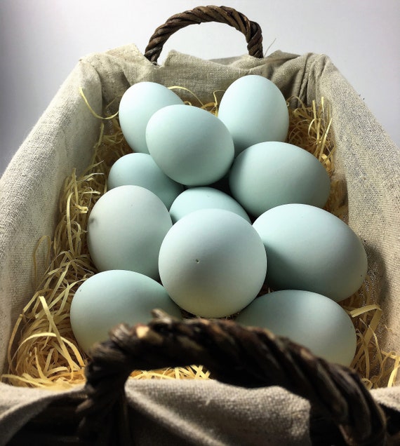 Blue Duck Eggs