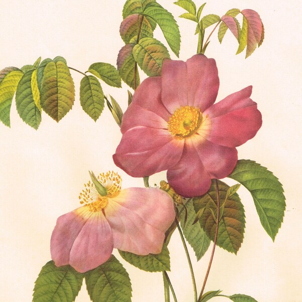 Redoute Flowers - Etsy