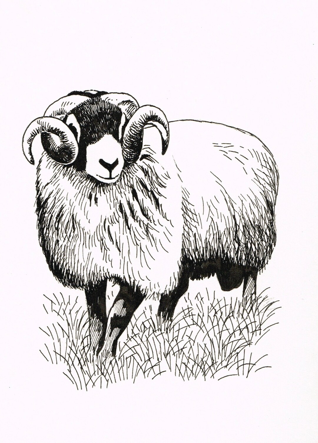 Swaledale Sheep Pen and Ink Drawing , Vintage Original 1960s - Etsy