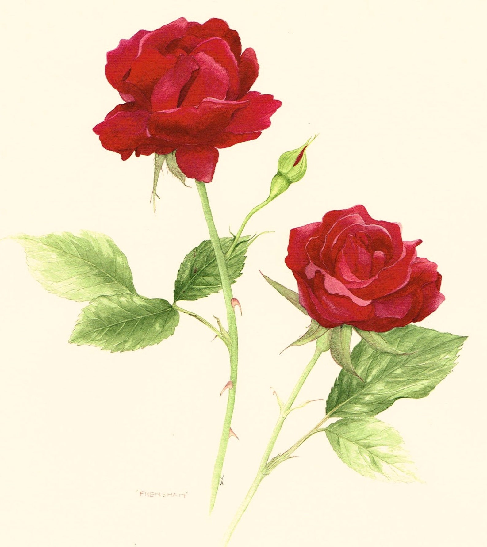 Vintage Unframed Hand Painted Red Frensham Rose Flower - Etsy