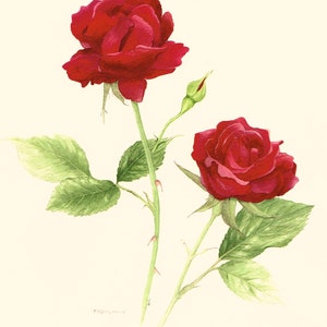 Vintage Unframed Hand Painted, Red Frensham Rose Flower Watercolour ...